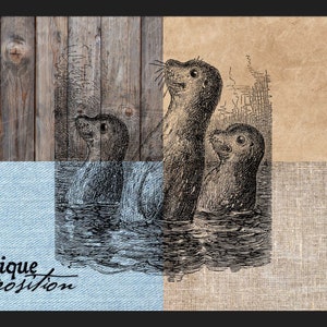 Seals Clip Art - Vintage Ocean Printable - Three Seals Sublimation ...