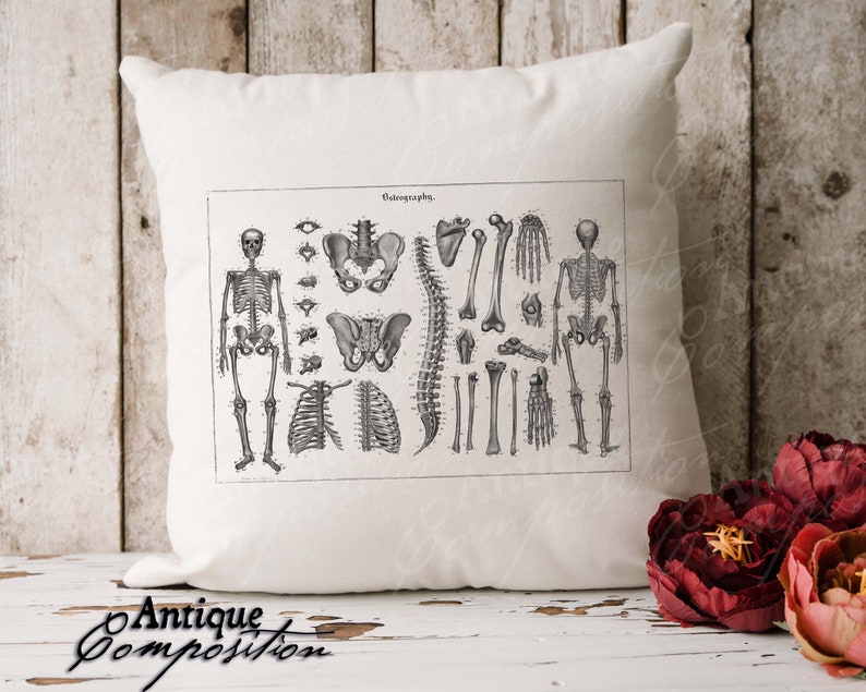 Anatomy Clip Art Vintage Science Printable Human Anatomy Sublimation ...