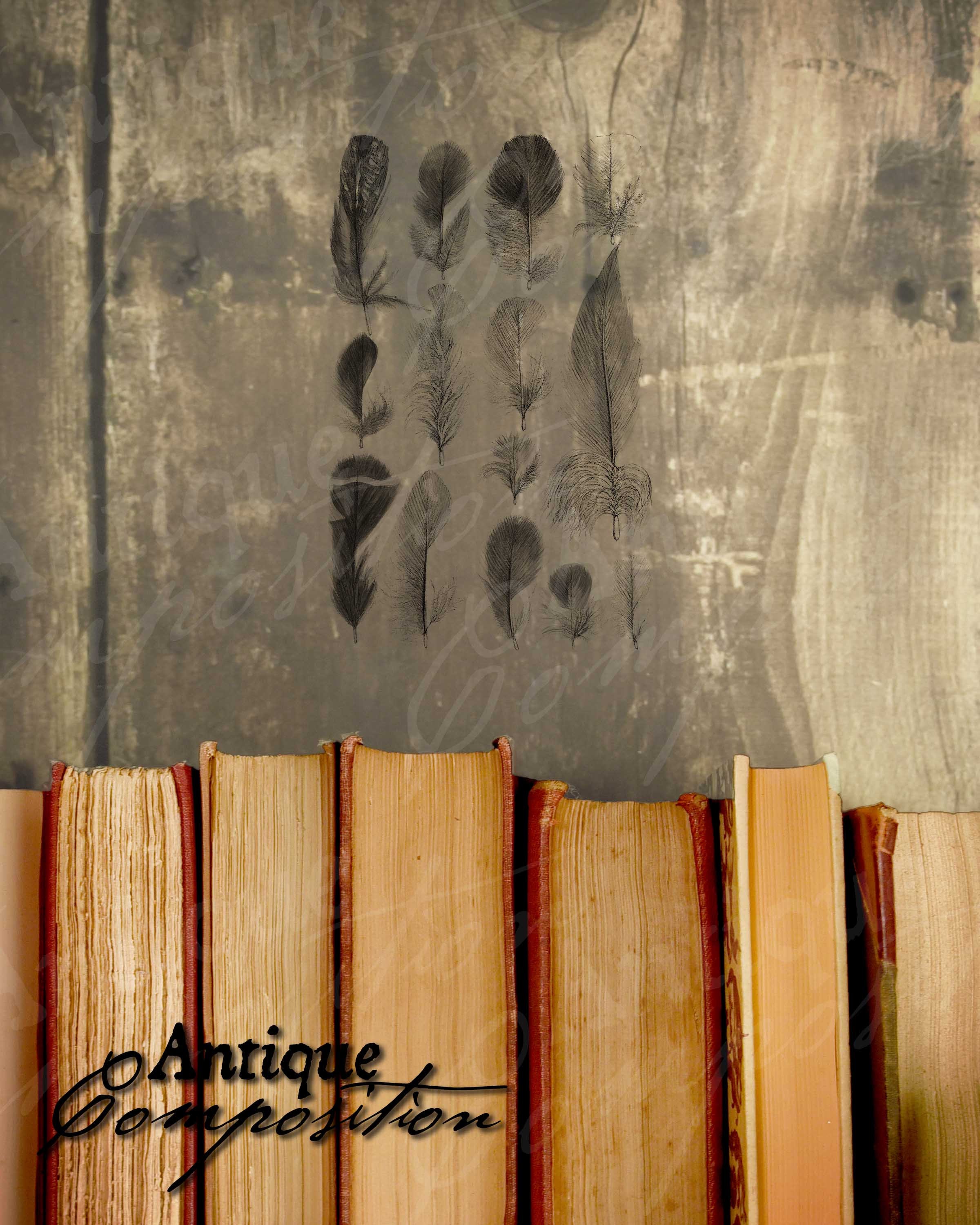 Federn Clip Art - Vintage Feder Printable - Federn Sublimation - Antike ...