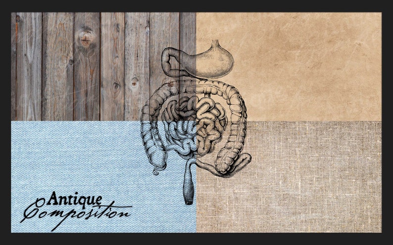 Anatomy Clip Art Vintage Science Printable Human Anatomy Sublimation ...