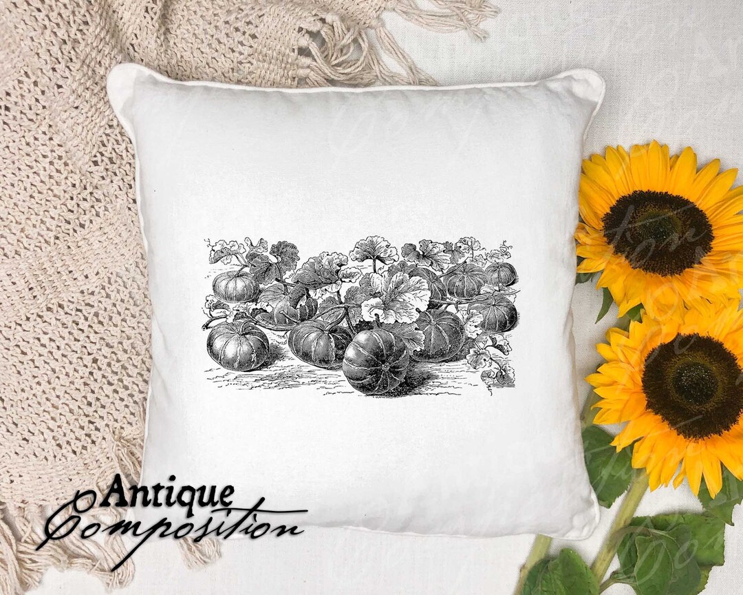 Squash Clip Art Vintage Squash Printable Squash Patch Sublimation ...