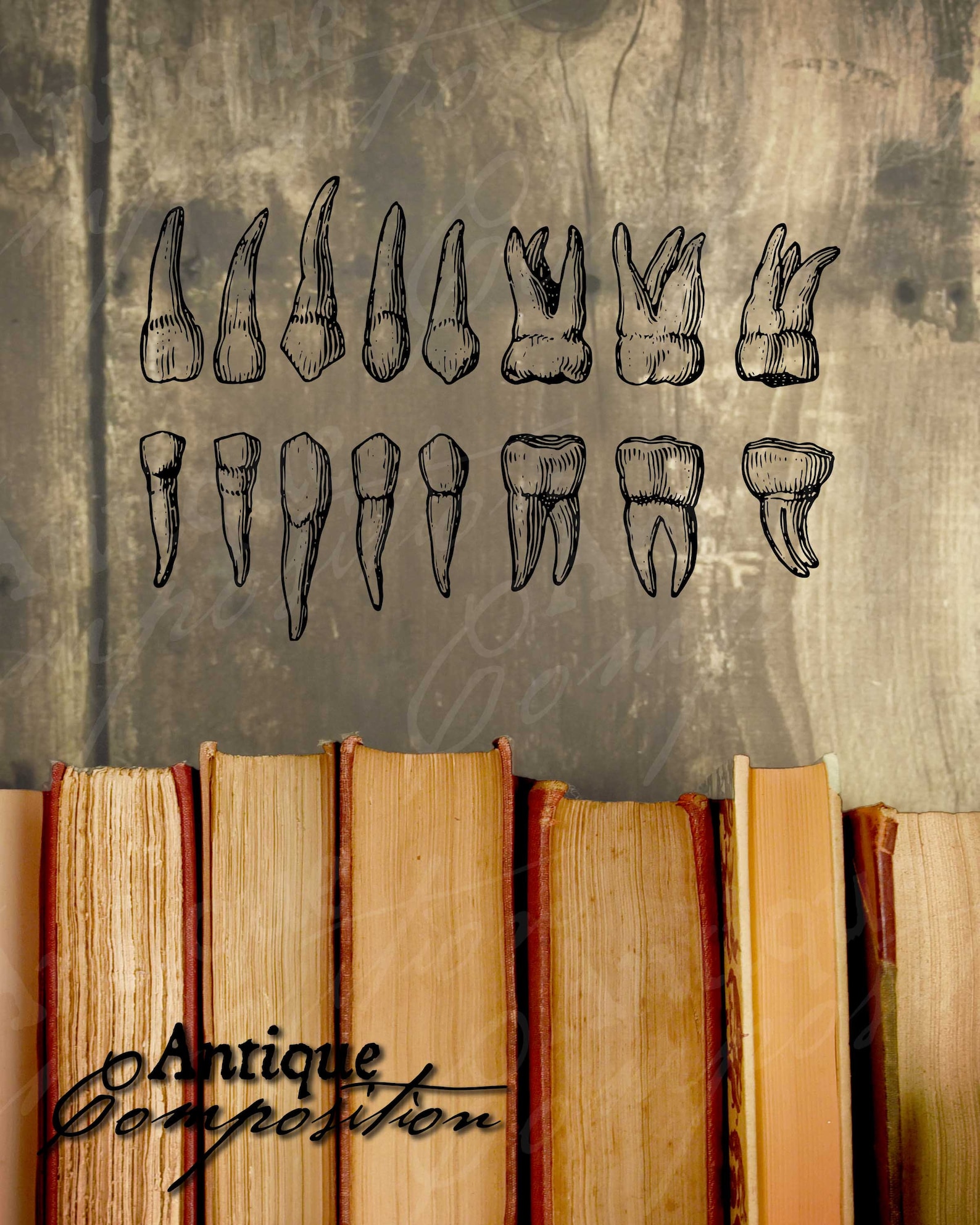 Teeth Clip Art Vintage Tooth Printable Human Teeth - Etsy