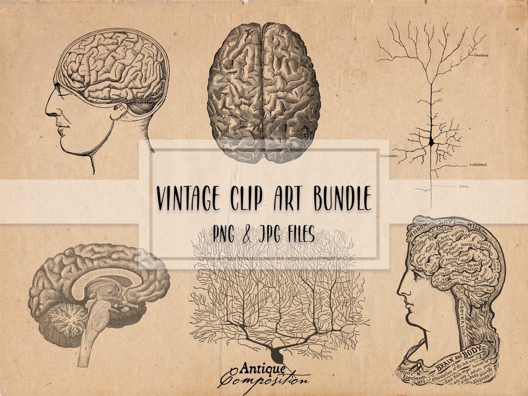 Brain Clip Art Bundle - Vintage Science Printable - Human Brain and ...