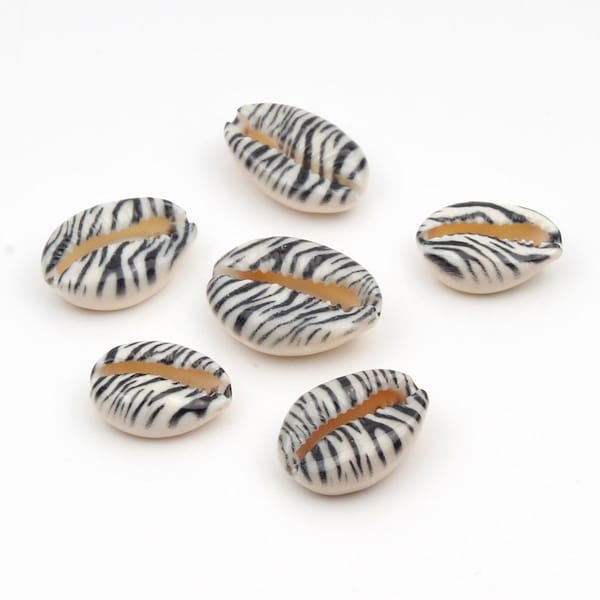 Zebra Shells - Etsy