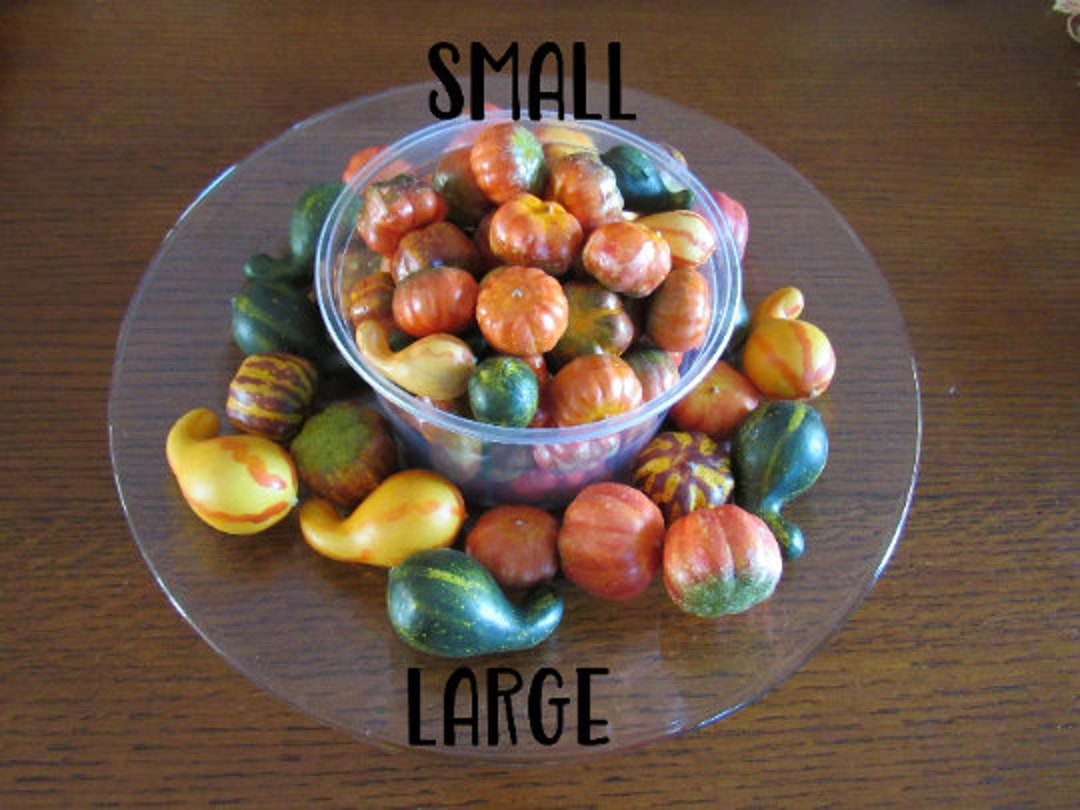 Small or Mini Pumpkin & Gourds for Halloween, Fall, Autumn ...
