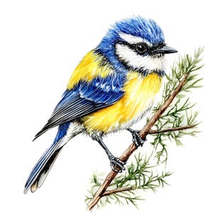 20 Blue Tit Clipart, Eurasian Blue Tit, Bird Clipart, High Quality Jpgs ...