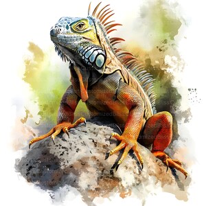20 Iguana Clipart, Lizard Clipart, Reptile Clipart, High Quality Jpgs ...