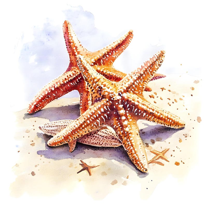 12 Starfish Clipart, Starfish Images, Beach Clipart, Watercolor Clipart ...