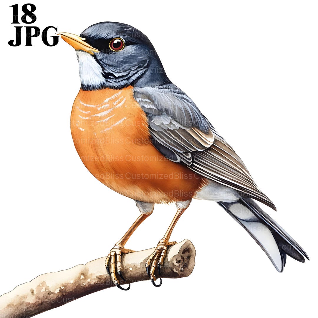 18 American Robin Clipart, Robin Bird Clipart, High Quality Jpgs ...