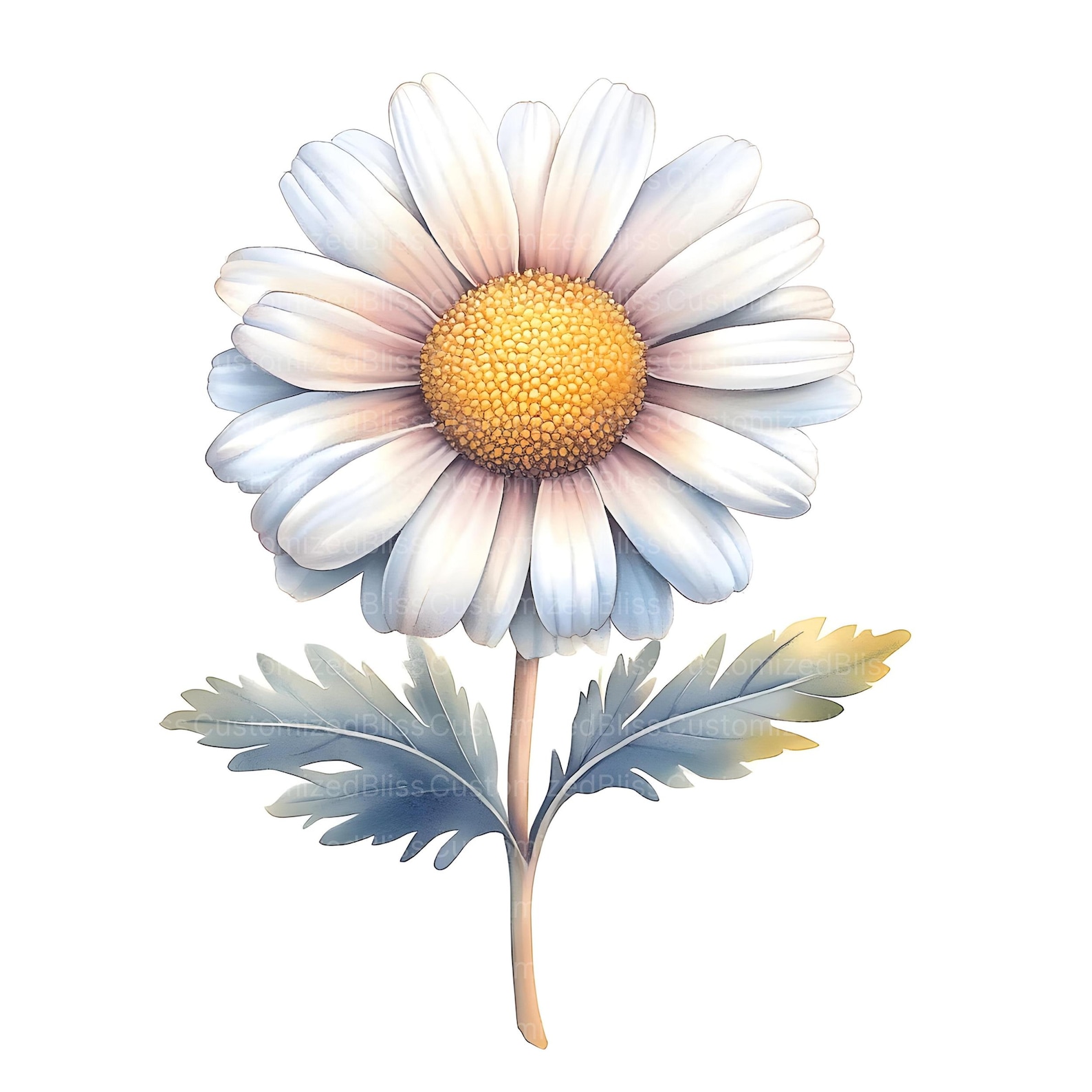 12 Watercolor Daisy Clipart, Daisies Clipart, Spring Flower, High ...