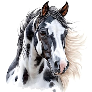 20 Paint Horse Clipart, Horse Lovers, Equine Clipart, Horse Designs ...