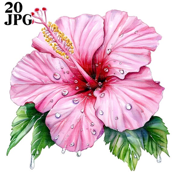 Hibiscus Flower Drawing Realistic