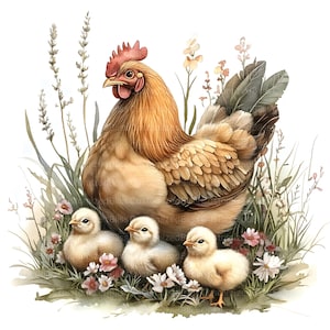 Chicken Family Rooster Chick Clipart Bundle, 16 High Quality Jpgs ...