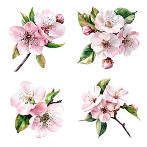 15 Apple Blossom Clipart, Apple Tree Clipart, Nature Clipart, Flower ...