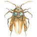 16 Insects Made of Gold and Jewels Clipart, Insect Clipart, Bug Clipart ...