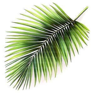18 Palm Beach Leaf Clipart, Palm Clipart, Tropical Leaf Images, JPG ...