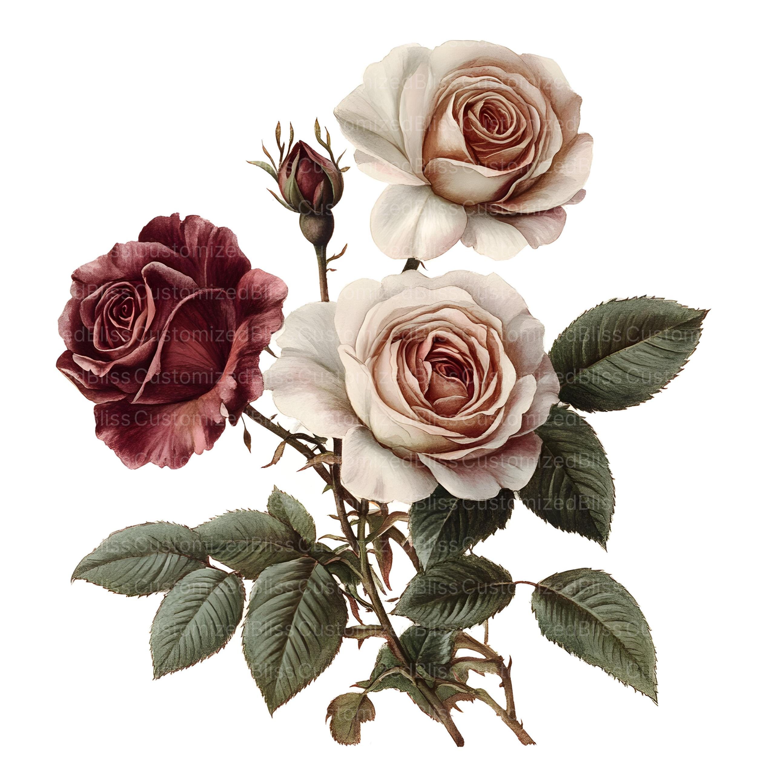 20 Roses Clipart, Rose Flower Clipart, Botanical Clipart, High Quality ...