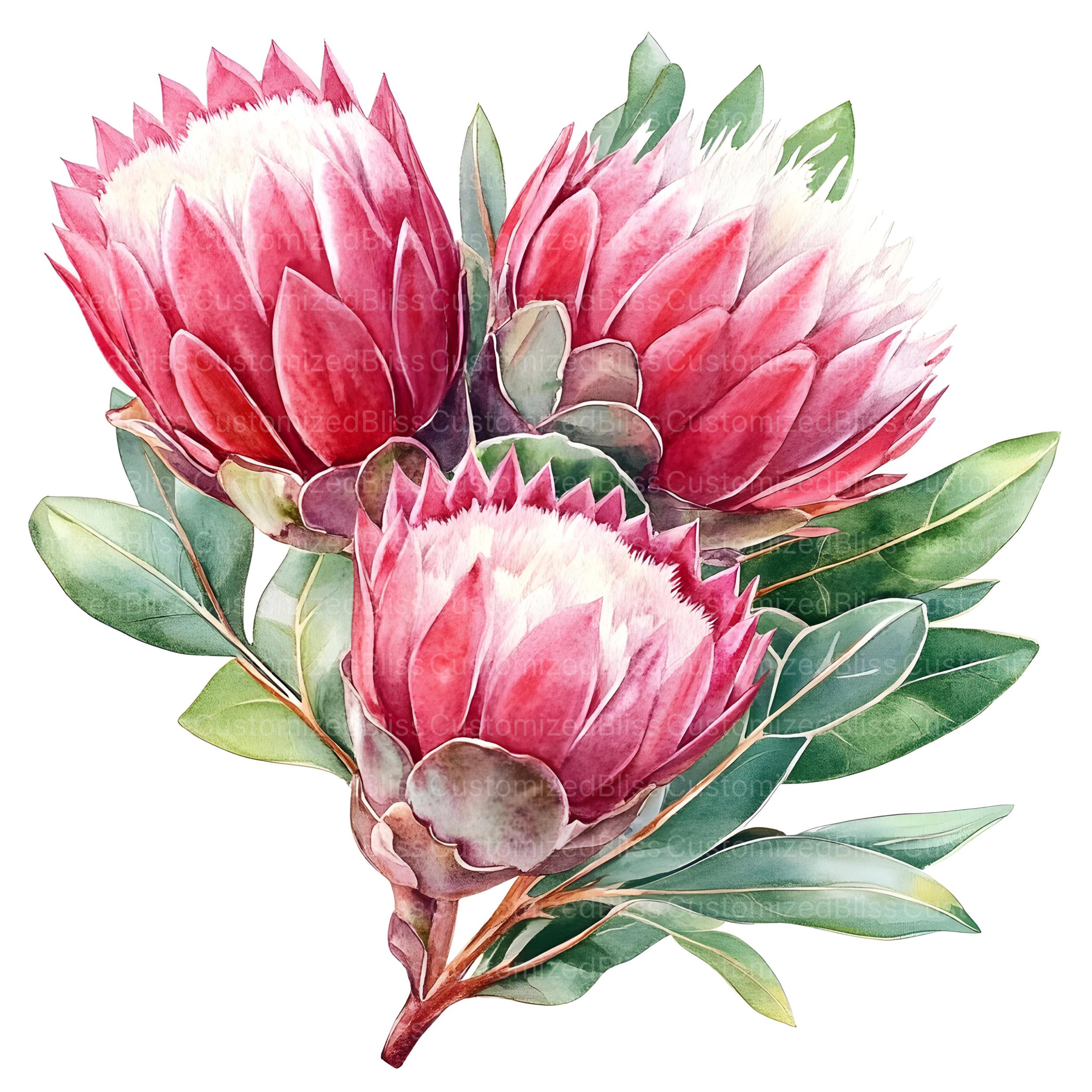 16 Protea Clipart, Protea Flowers Clipart, High Quality Jpgs ...