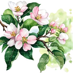 18 Apple Blossom Clipart, Flower Clipart, Floral Clipart, Botanical ...