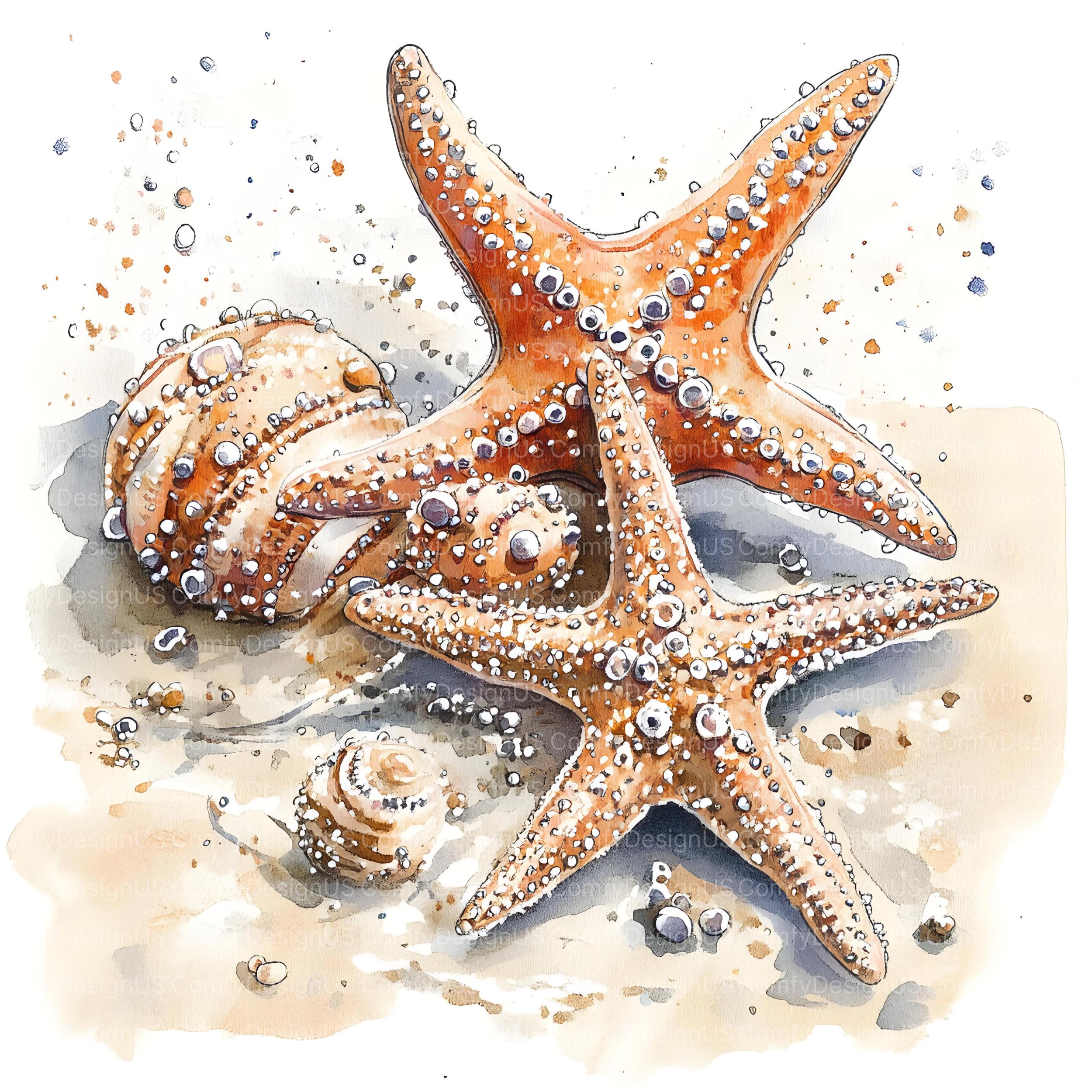 12 Starfish Clipart, Starfish Images, Beach Clipart, Watercolor Clipart ...