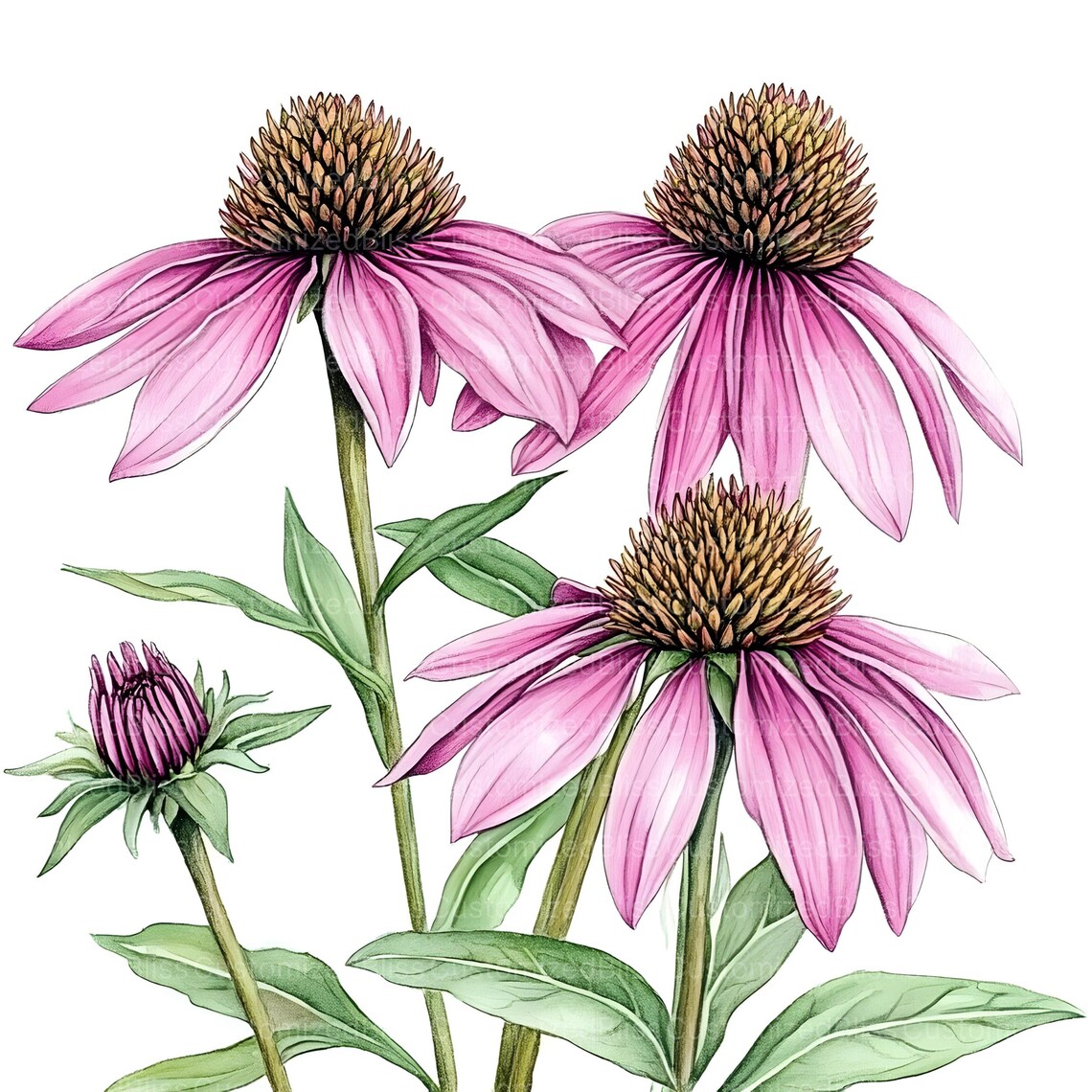 Coneflower Flower Mix Clipart Bundle, Coneflower Clipart, 15 High ...