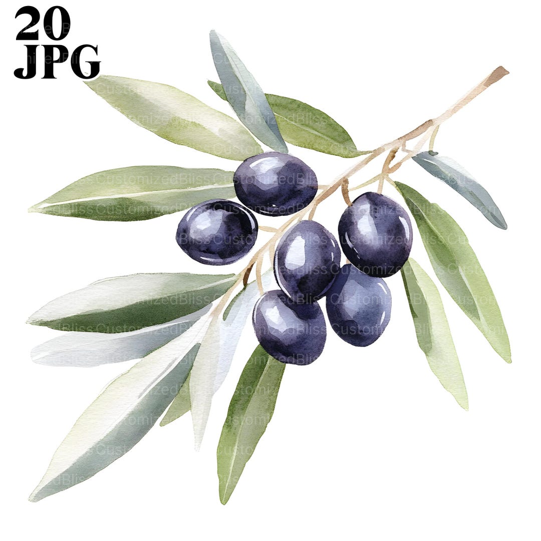 20 Olive Branches Clipart, Botanical Leaves, Botanical Plants, High ...