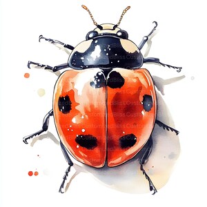 16 Ladybug Clipart, Watercolor Ladybug, Bug Clipart, High Quality Jpgs ...