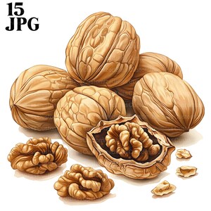 15 Walnut Clipart, Nut Clipart, Nut Images, High Quality Jpgs ...