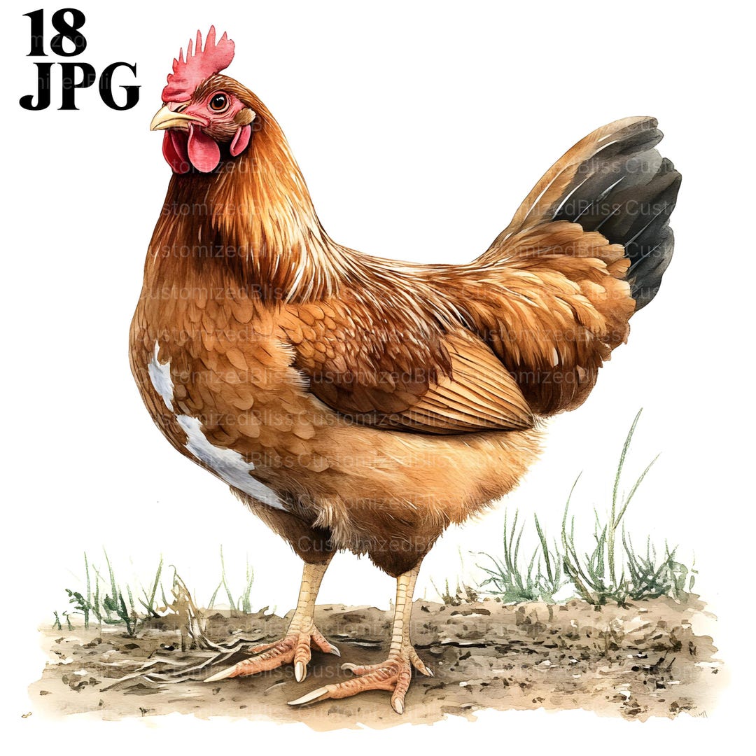 18 Hens Clipart, Chicken Clipart, Farm Animal Clipart, Farm Clipart ...