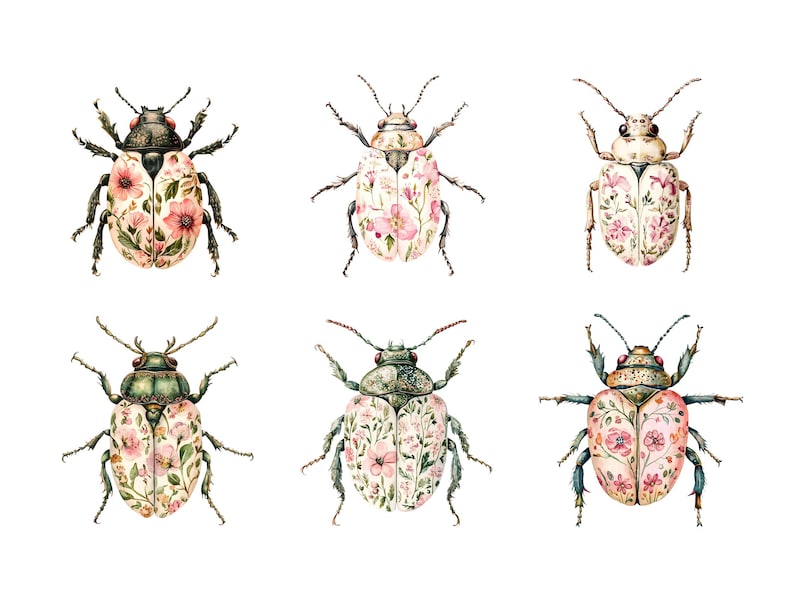 Floral Beetle Insect Clipart Bundle, 30 High Quality PNG, Folk Art ...
