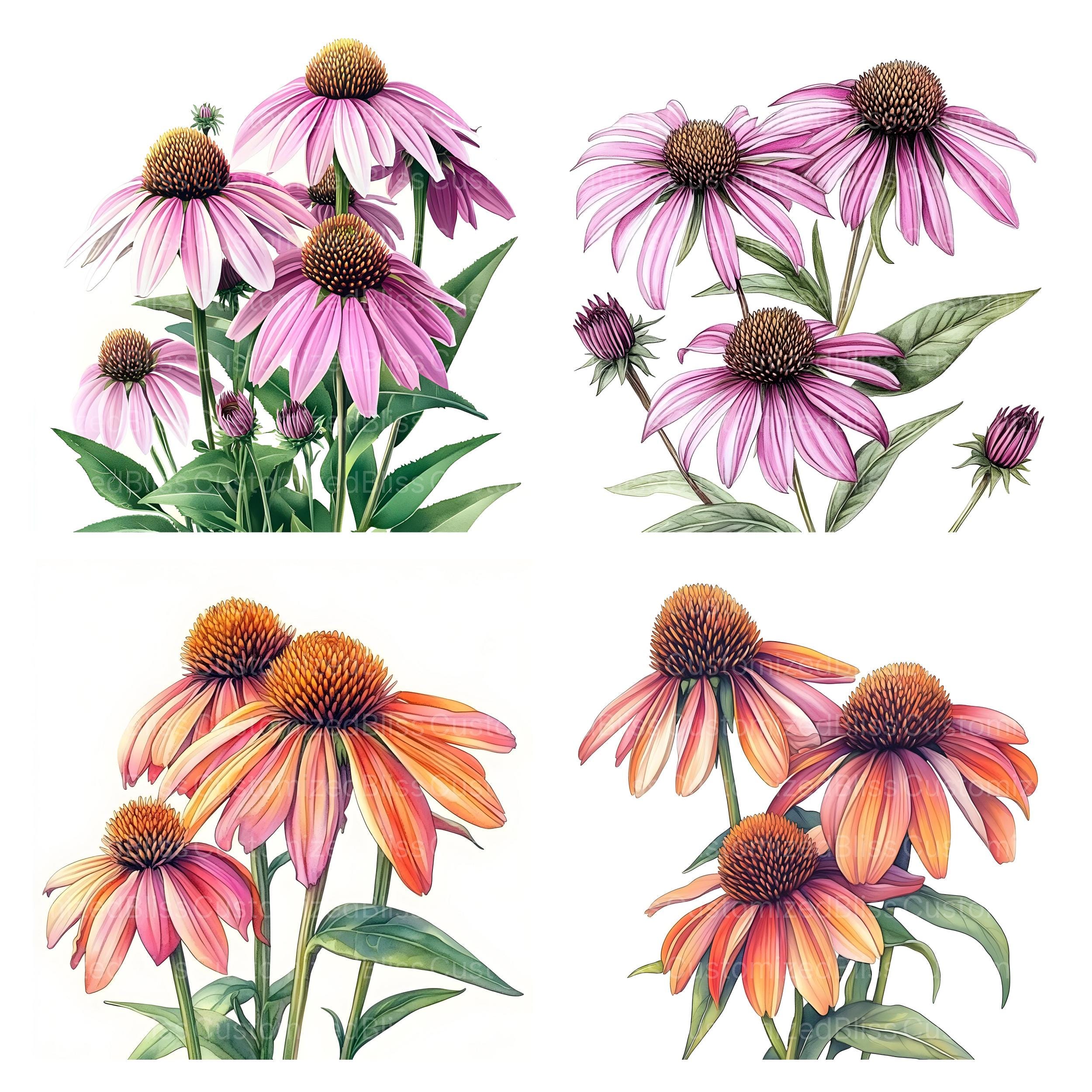 Coneflower Flower Mix Clipart Bundle, Coneflower Clipart, 15 High ...