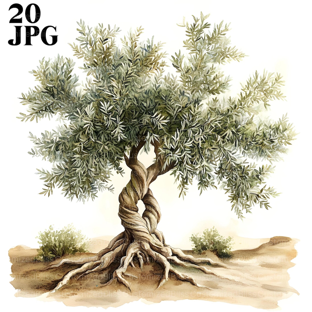 20 Olive Trees Clipart, Ancient Tree, Olive Clipart, Botanical Clipart, High Quality JPG ...