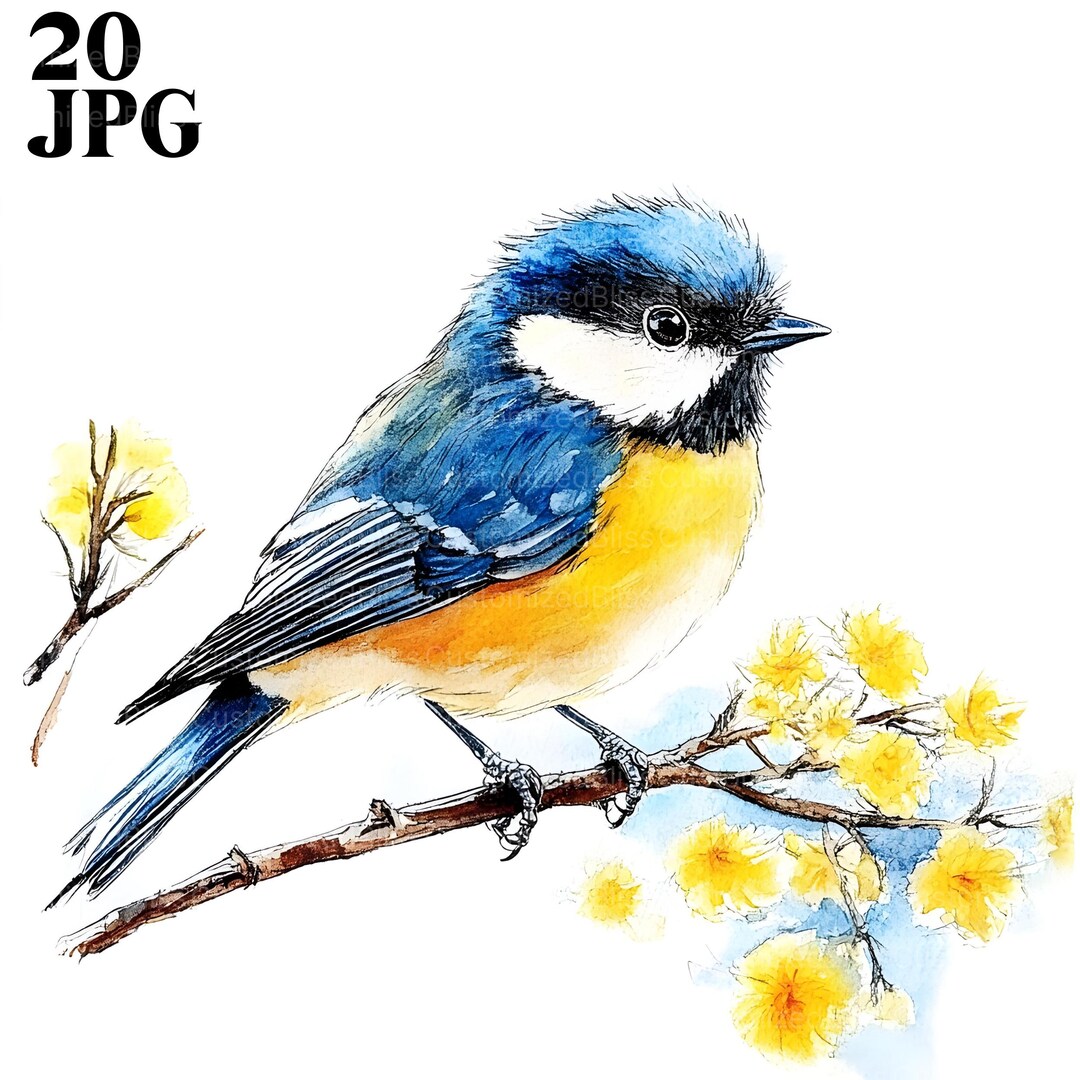 20 Blue Tit Clipart, Eurasian Blue Tit, Bird Clipart, High Quality Jpgs ...