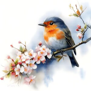 20 Spring Robin Clipart, Robin Bird Images, Cute Bird Nursery, Bird ...