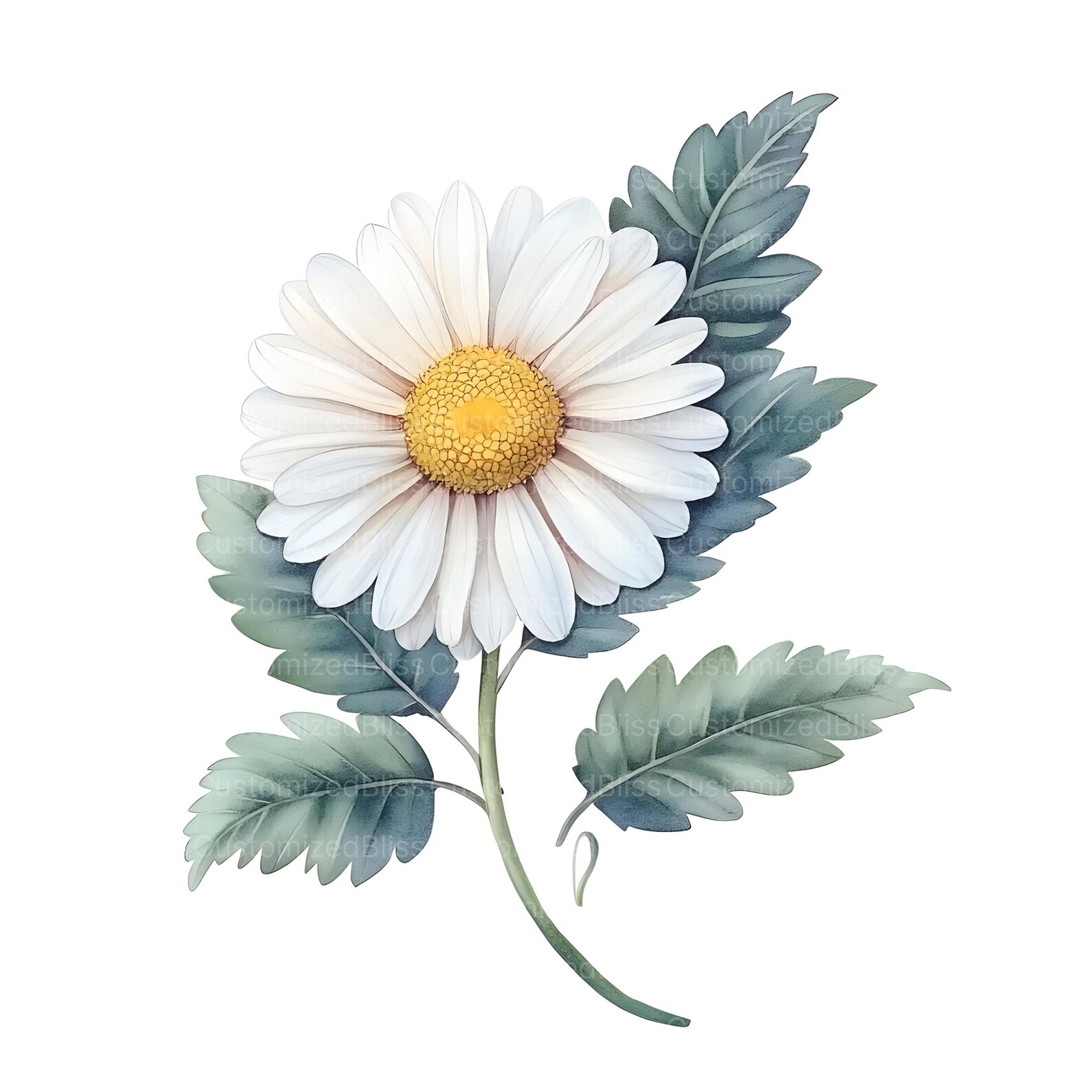 12 Watercolor Daisy Clipart, Daisies Clipart, Spring Flower, High ...