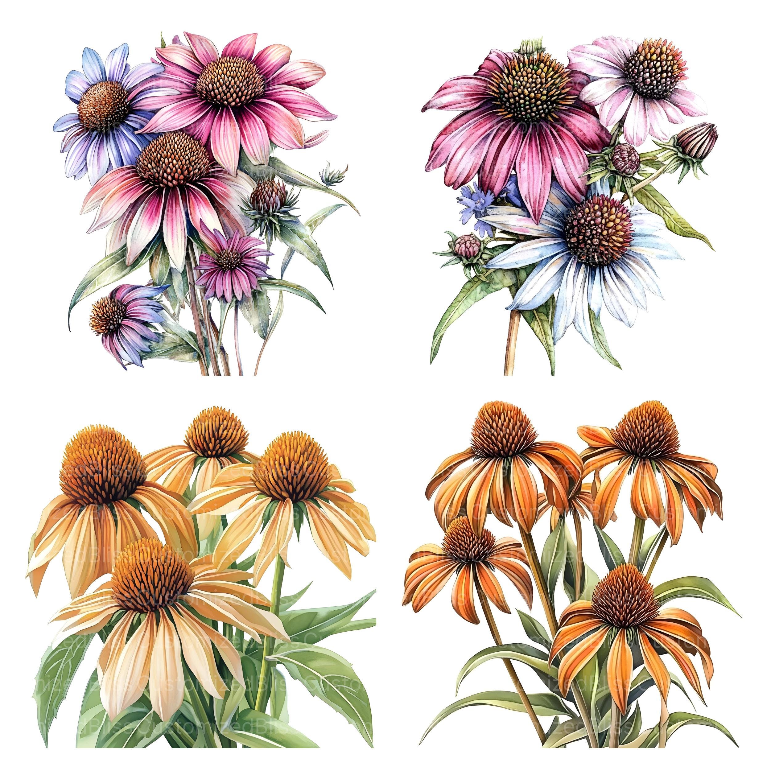 Coneflower Flower Mix Clipart Bundle, Coneflower Clipart, 15 High ...
