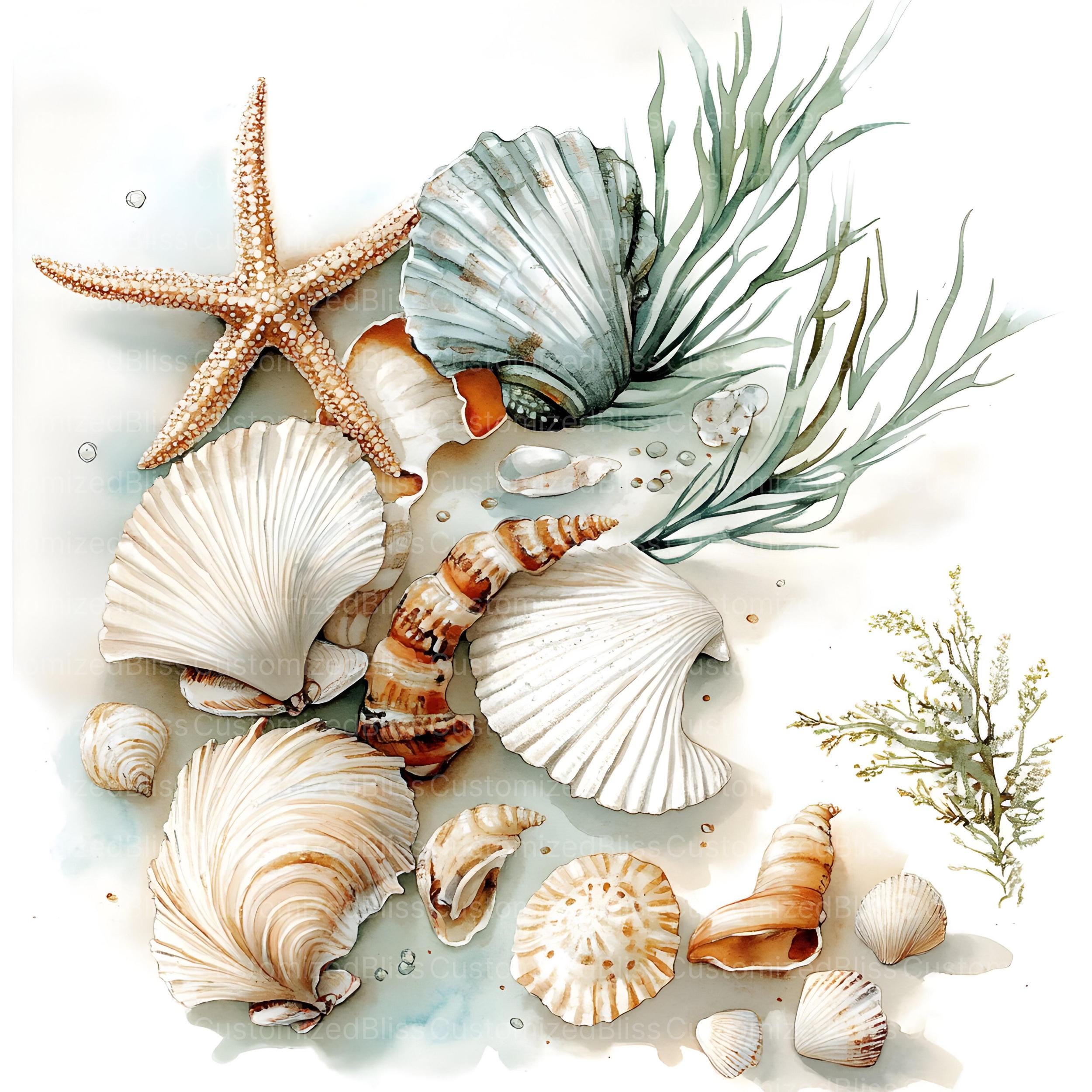 Seashell Clipart, Sea Shells Clipart, Coral Clipart, Ocean Clipart, 20 ...