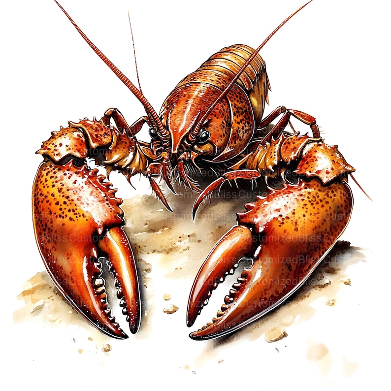 20 Crawfish Clipart, Crawfish Clip Art, Marine Life Clipart, Aquatic ...