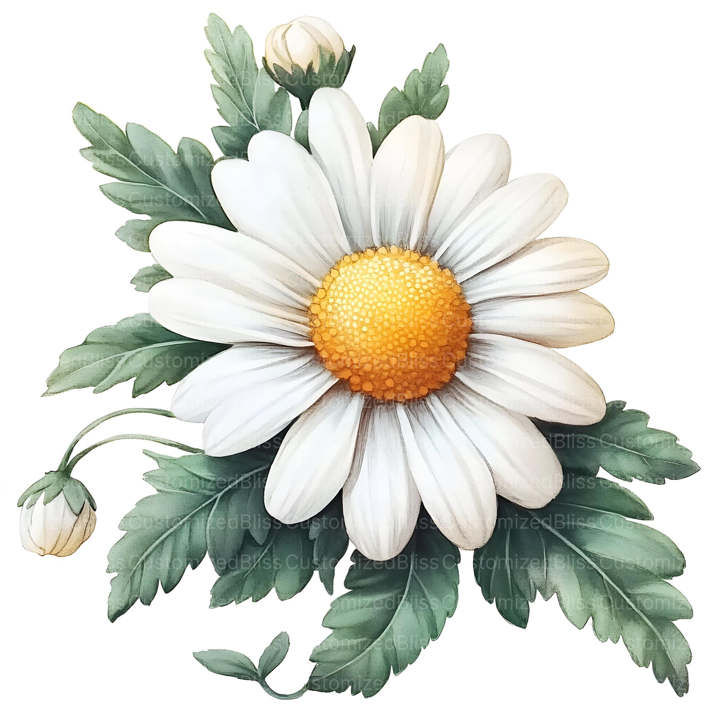 12 Watercolor Daisy Clipart, Daisies Clipart, Spring Flower, High ...