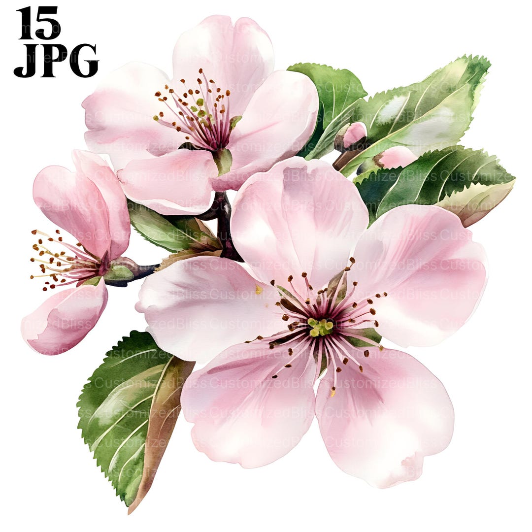 15 Apple Blossom Clipart, Apple Tree Clipart, Nature Clipart, Flower ...