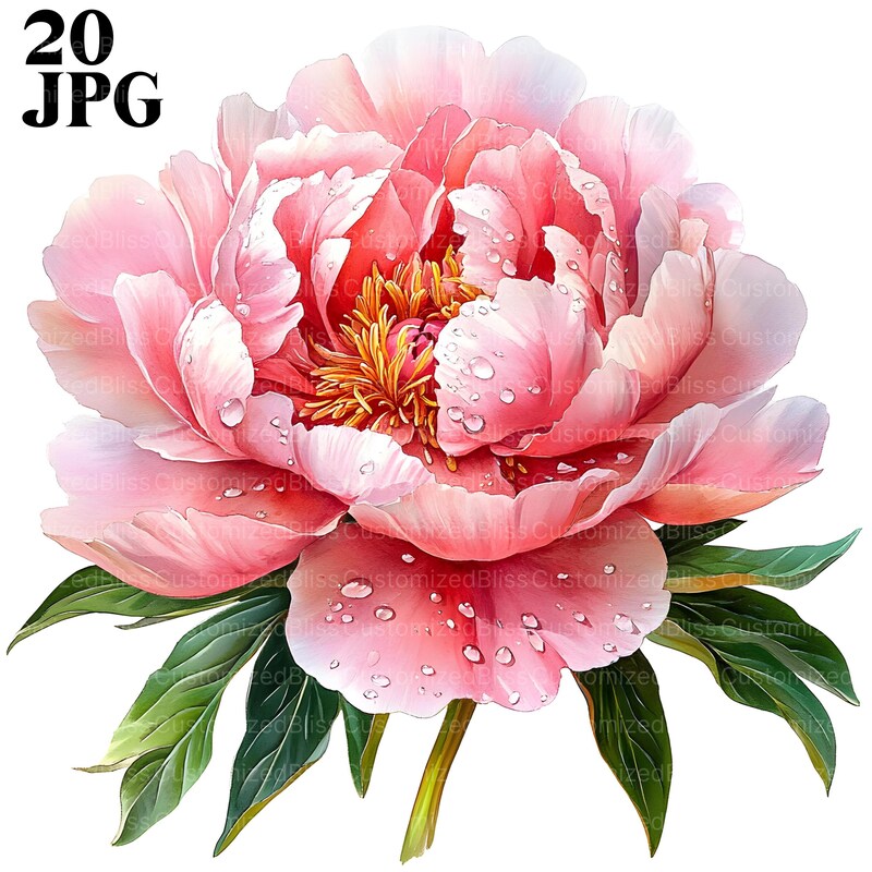 Peony Clipart - Etsy