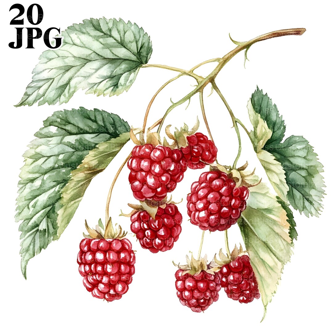 20 Raspberries Clipart, Raspberry Clipart, Berries Clipart, Fruit ...