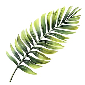 18 Palm Beach Leaf Clipart, Palm Clipart, Tropical Leaf Images, JPG ...