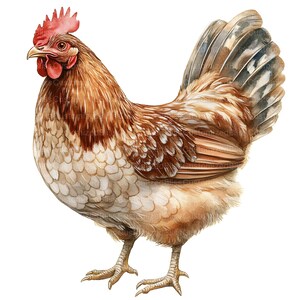 18 Hens Clipart, Chicken Clipart, Farm Animal Clipart, Farm Clipart ...