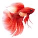 Betta Fish Clipart Bundle, Betta Clipart, Betta Fish Clip Art ...