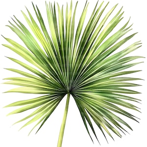 18 Palm Beach Leaf Clipart, Palm Clipart, Tropical Leaf Images, JPG ...