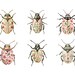Floral Beetle Insect Clipart Bundle, 30 High Quality PNG, Folk Art ...