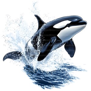 20 Killer Whale Clipart, Orca Clipart, Orca Whale, Marine Clipart ...