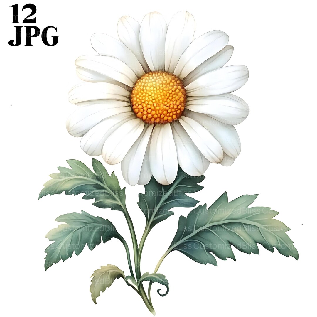 12 Watercolor Daisy Clipart, Daisies Clipart, Spring Flower, High ...