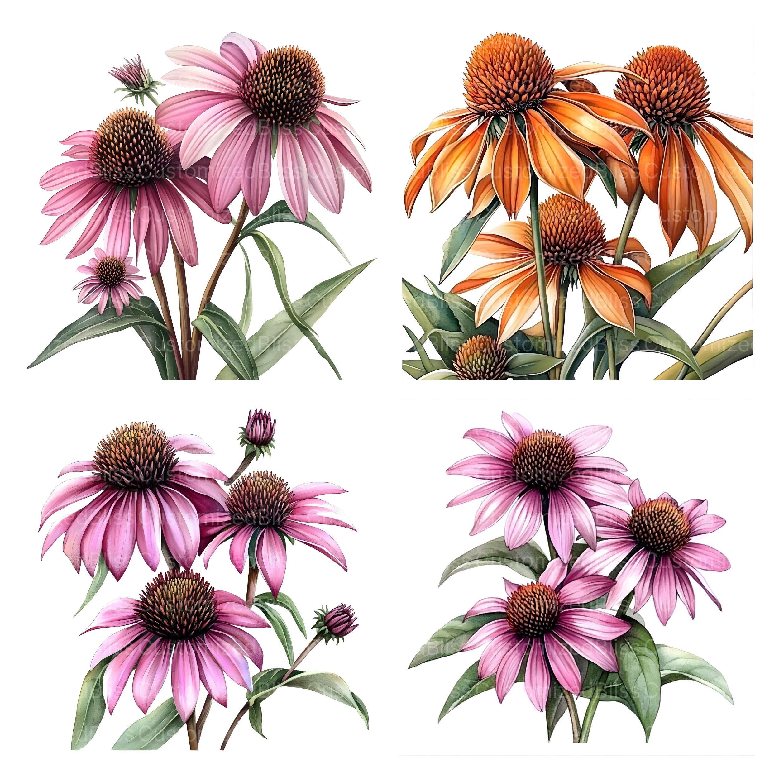 Coneflower Flower Mix Clipart Bundle, Coneflower Clipart, 15 High ...